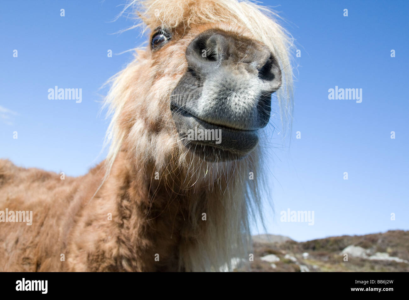 Shetland pony hi-res stock photography and images - Alamy