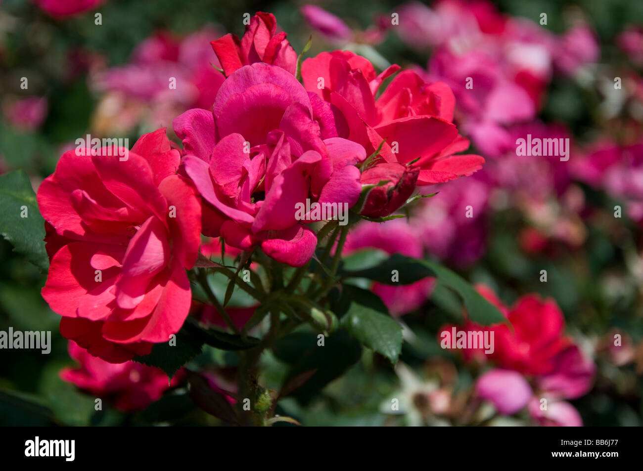 Blush colored roses hi-res stock photography and images - Alamy