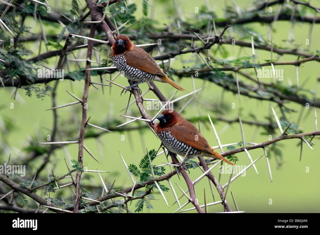 The Scaly-breasted Munia, Lonchura punctulata also known as Nutmeg ...
