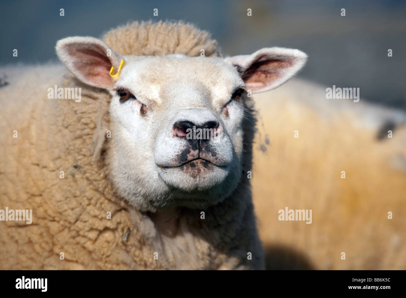 Texel breed hi-res stock photography and images - Alamy