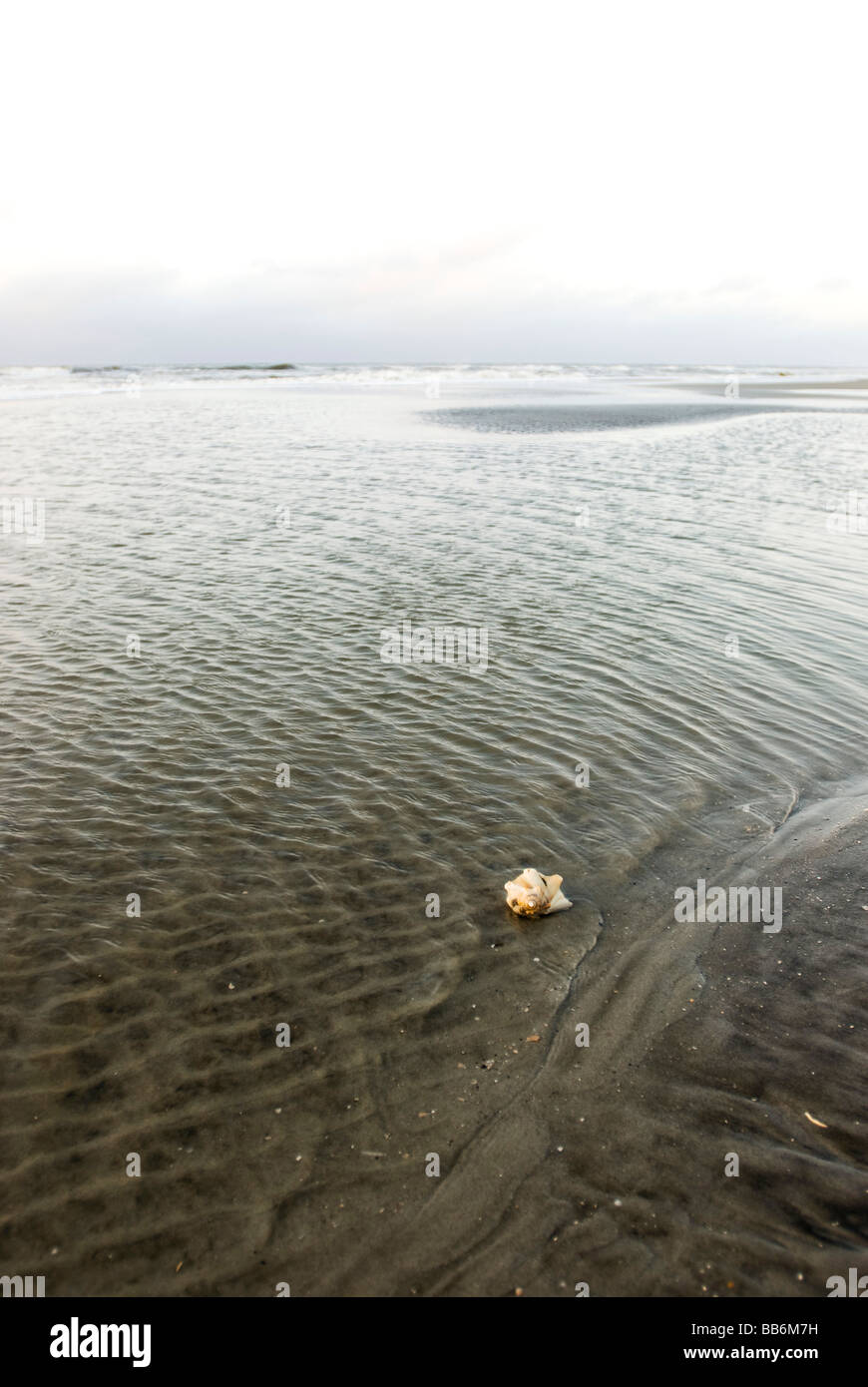 Sea Shell High Resolution Stock Photography and Images - Alamy