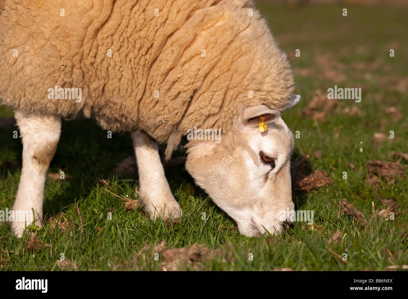 Texel breed of sheep hi-res stock photography and images - Alamy