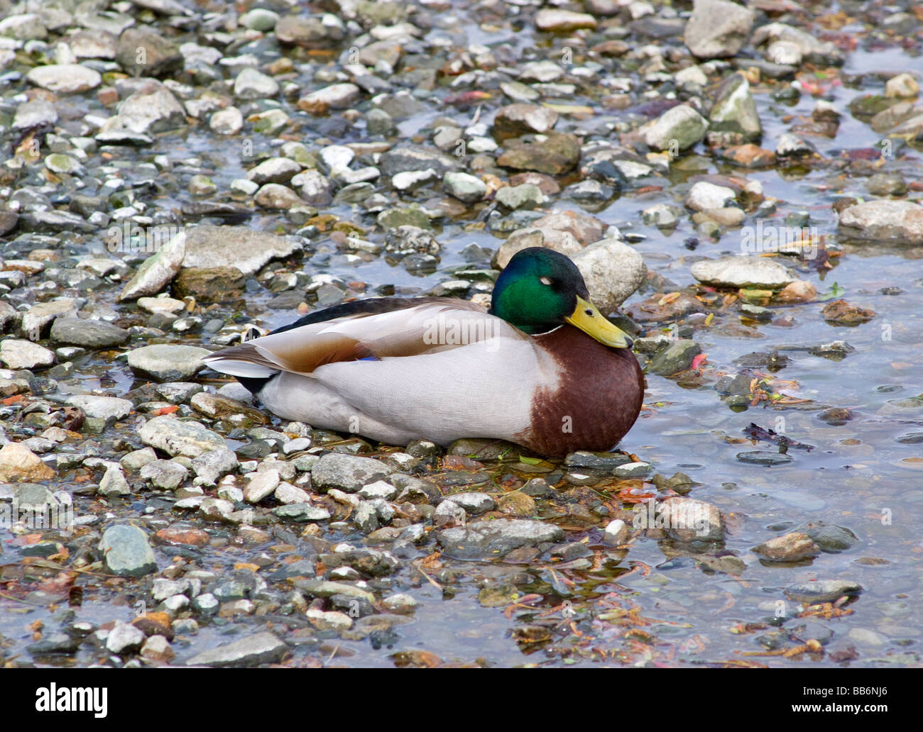 Male Mallard Duck Sitting on the Edge of Coniston Water Lake District ...