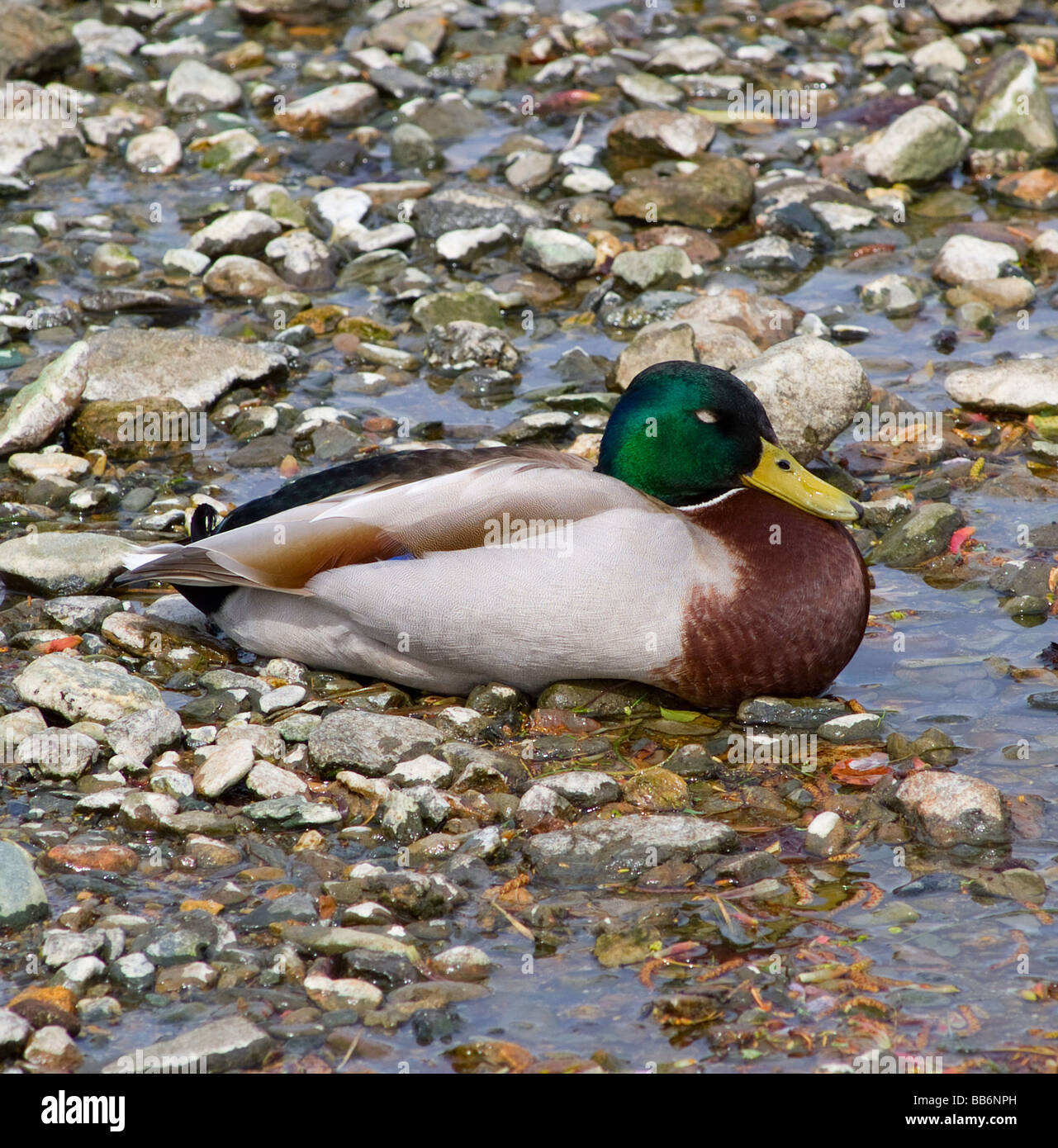 Duck chest hi-res stock photography and images - Alamy