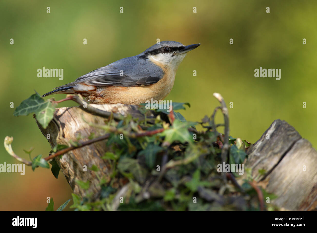 English ivy bird hi-res stock photography and images - Alamy