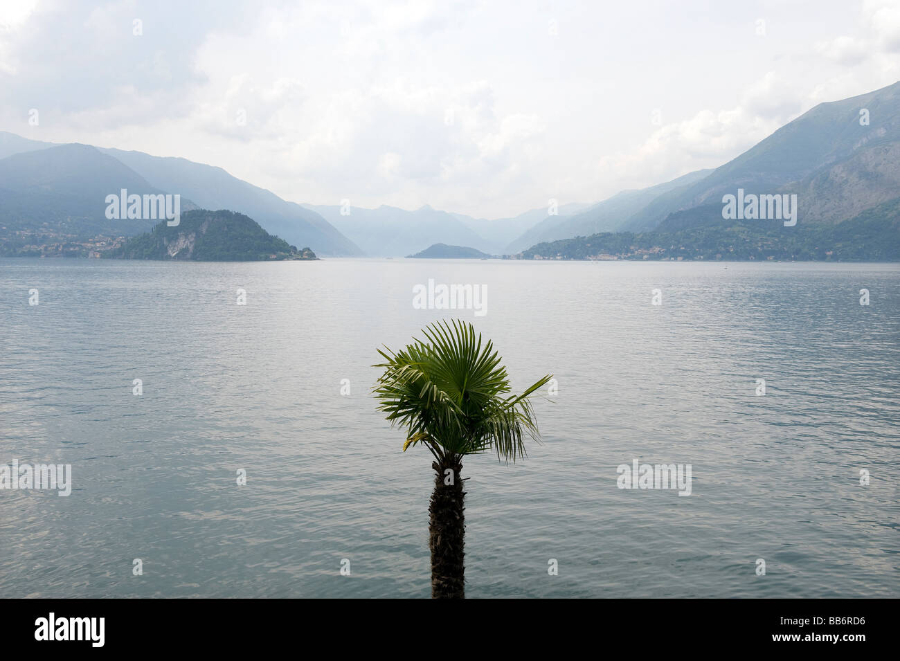 Lake como tree hi-res stock photography and images - Alamy