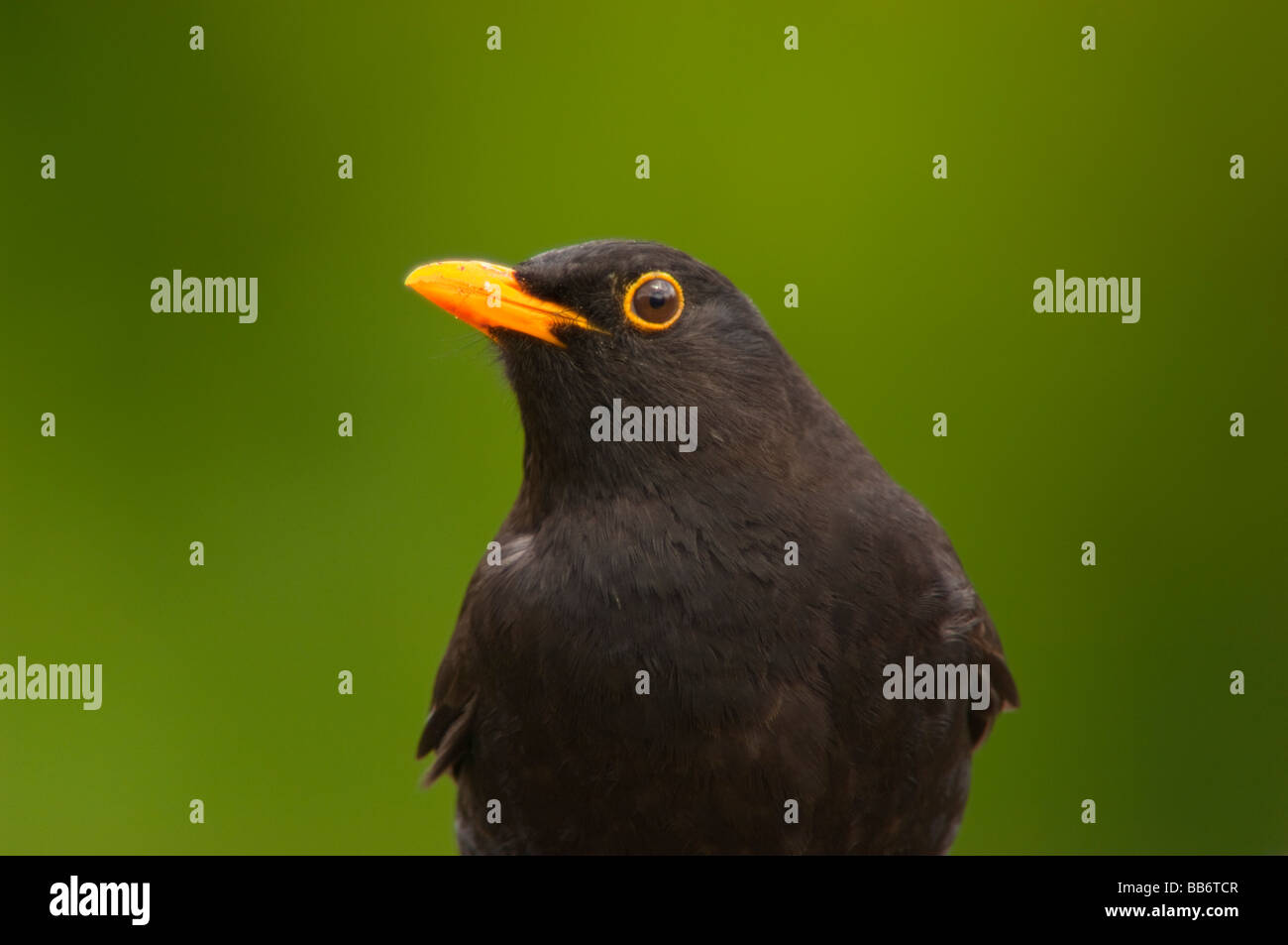 A close up bird portrait of a male blackbird (turdus merula) with a ...