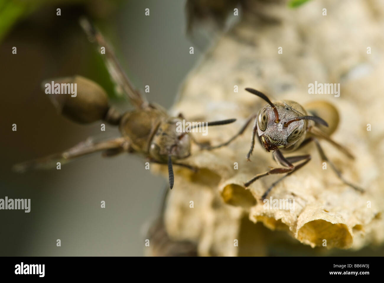 Ropalidia species hi-res stock photography and images - Alamy