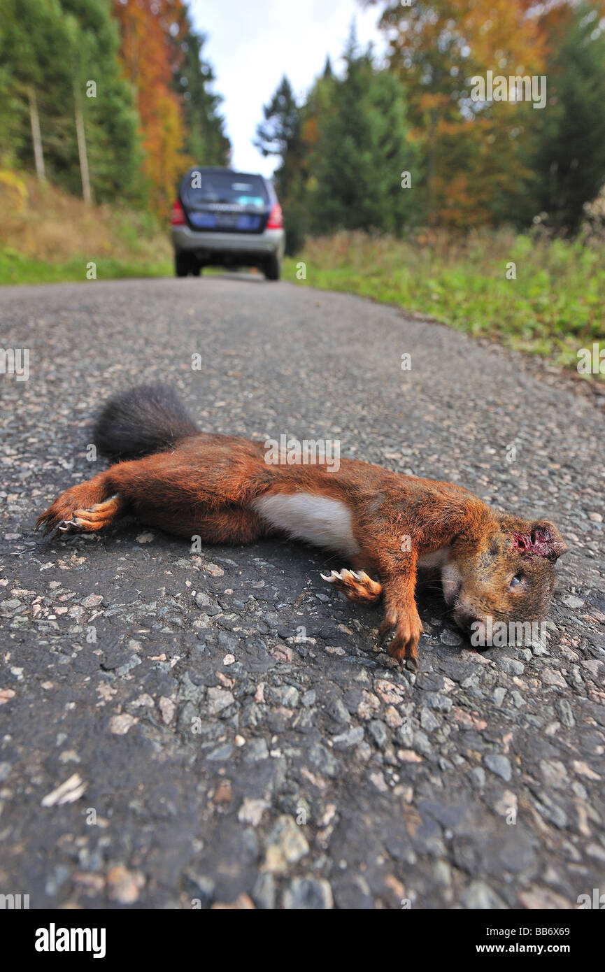 Roadkill hi-res stock photography and images - Alamy