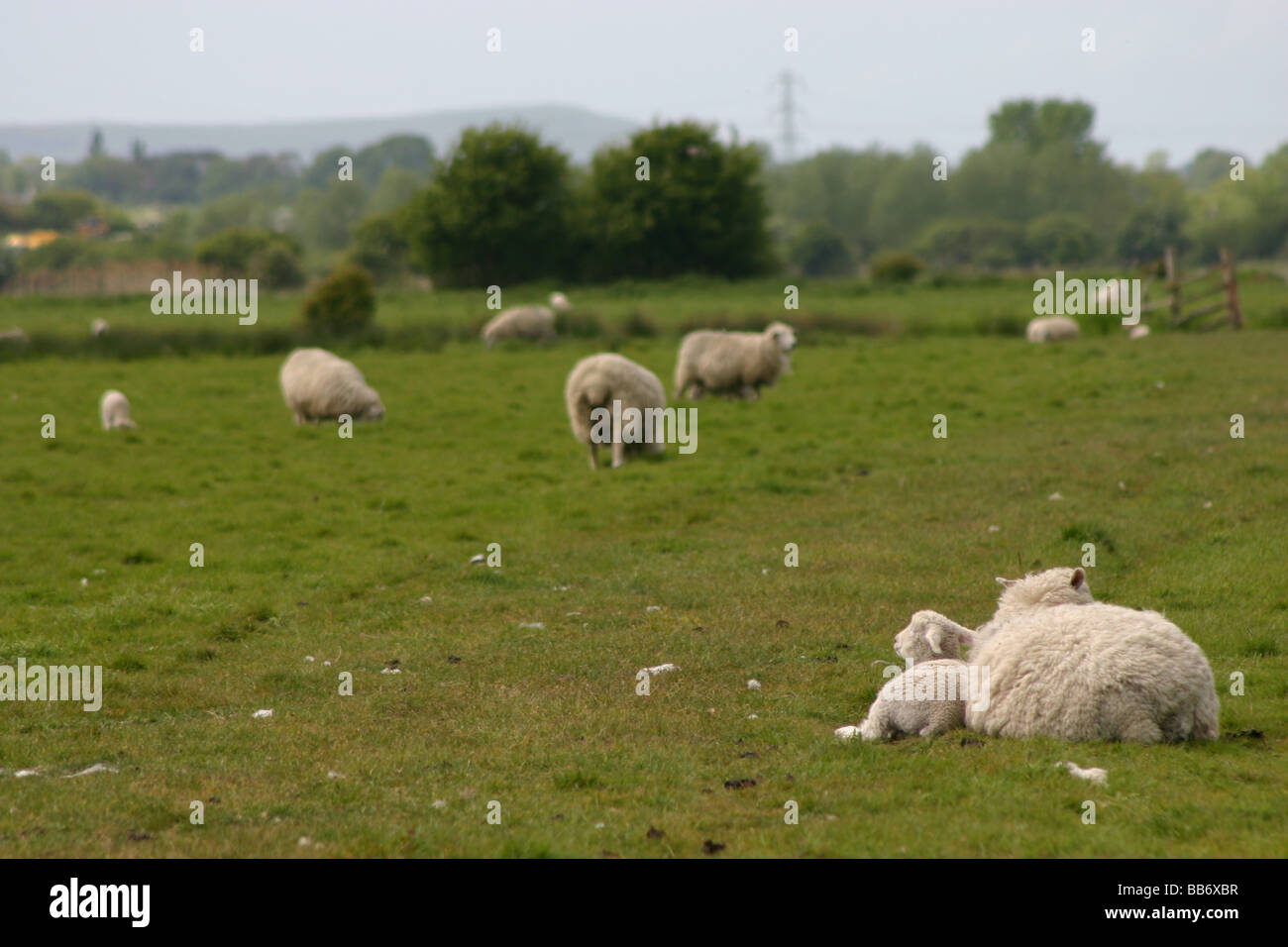 Sheep in Spring Stock Photo - Alamy