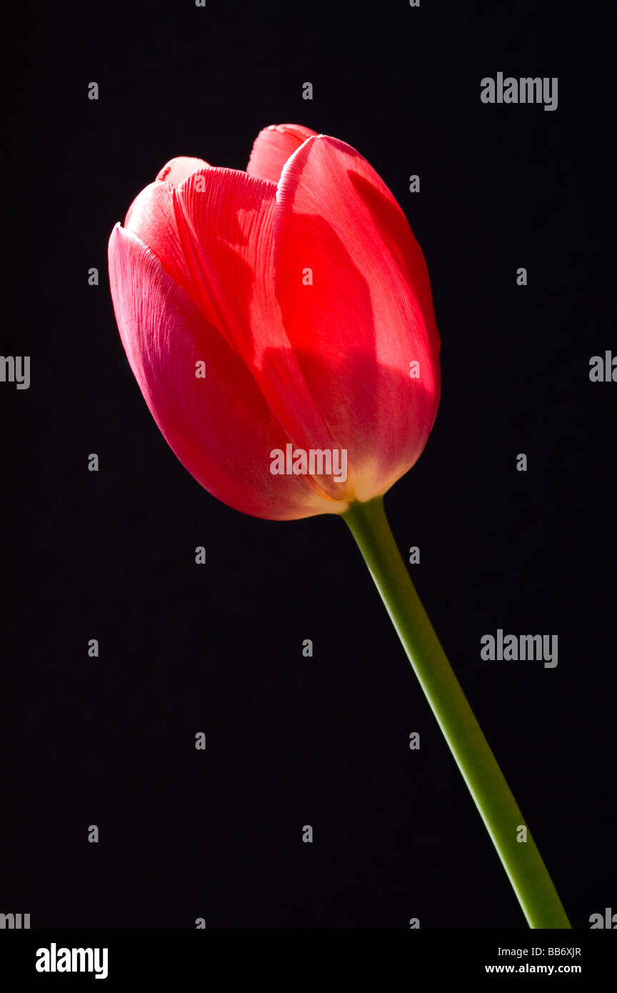 Red tulips background in Cut Out Stock Images & Pictures - Alamy