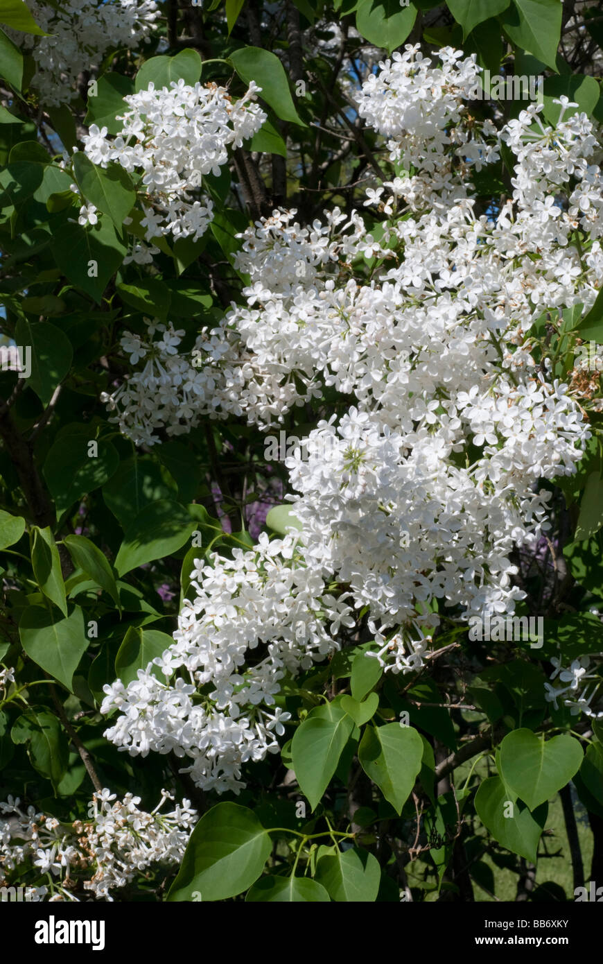 Lilac festival rochester hi-res stock photography and images - Alamy