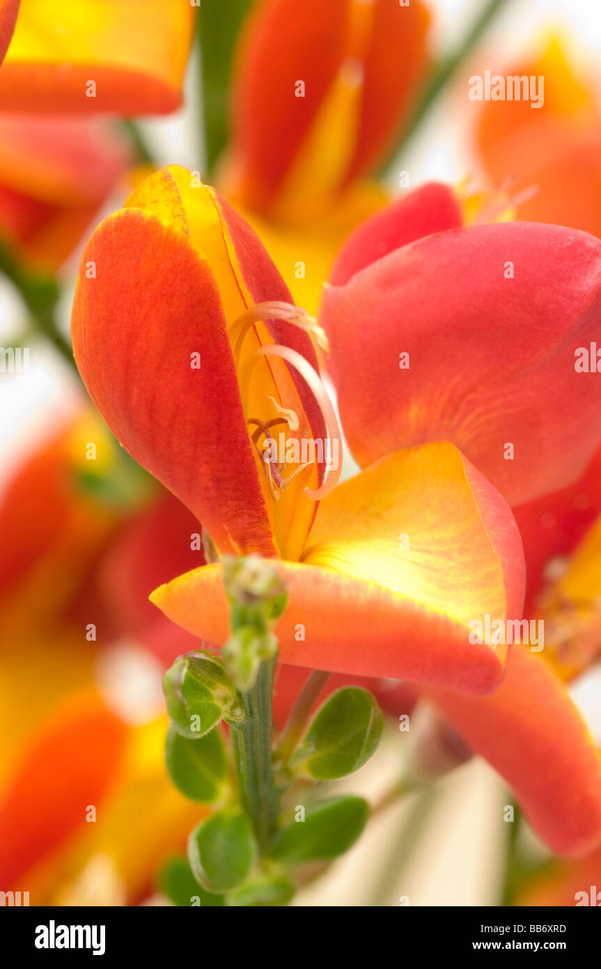 Red Broom Flowers Cytisus Lena Stock Photo - Alamy