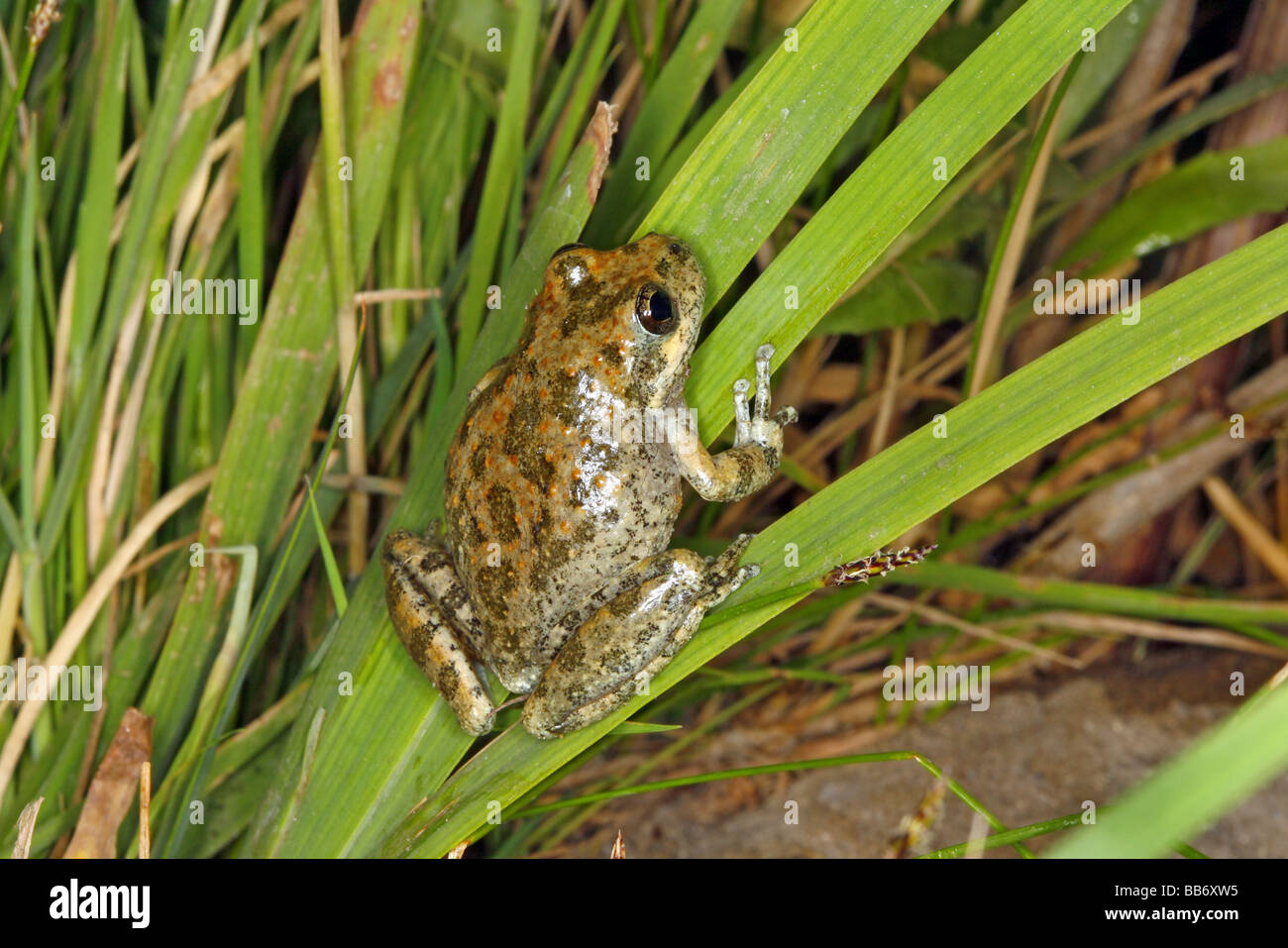 Canyon tree frog hi-res stock photography and images - Alamy