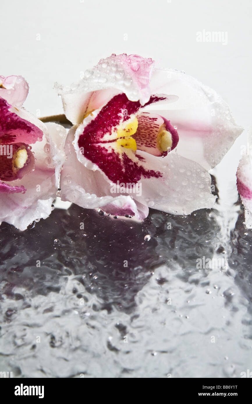 Orchids floating on water Stock Photo - Alamy