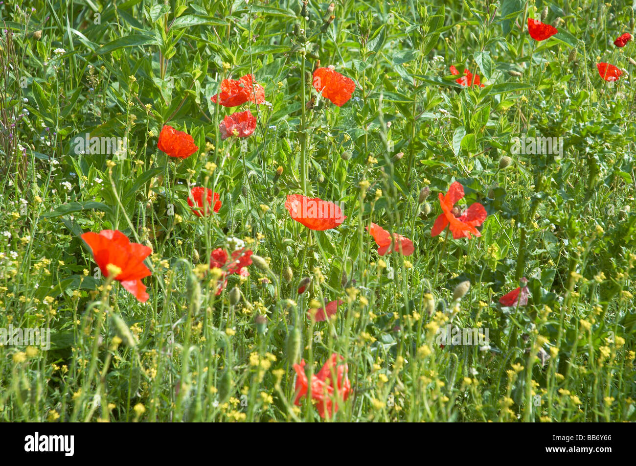 Some Poppy's in a field of grass Stock Photo - Alamy