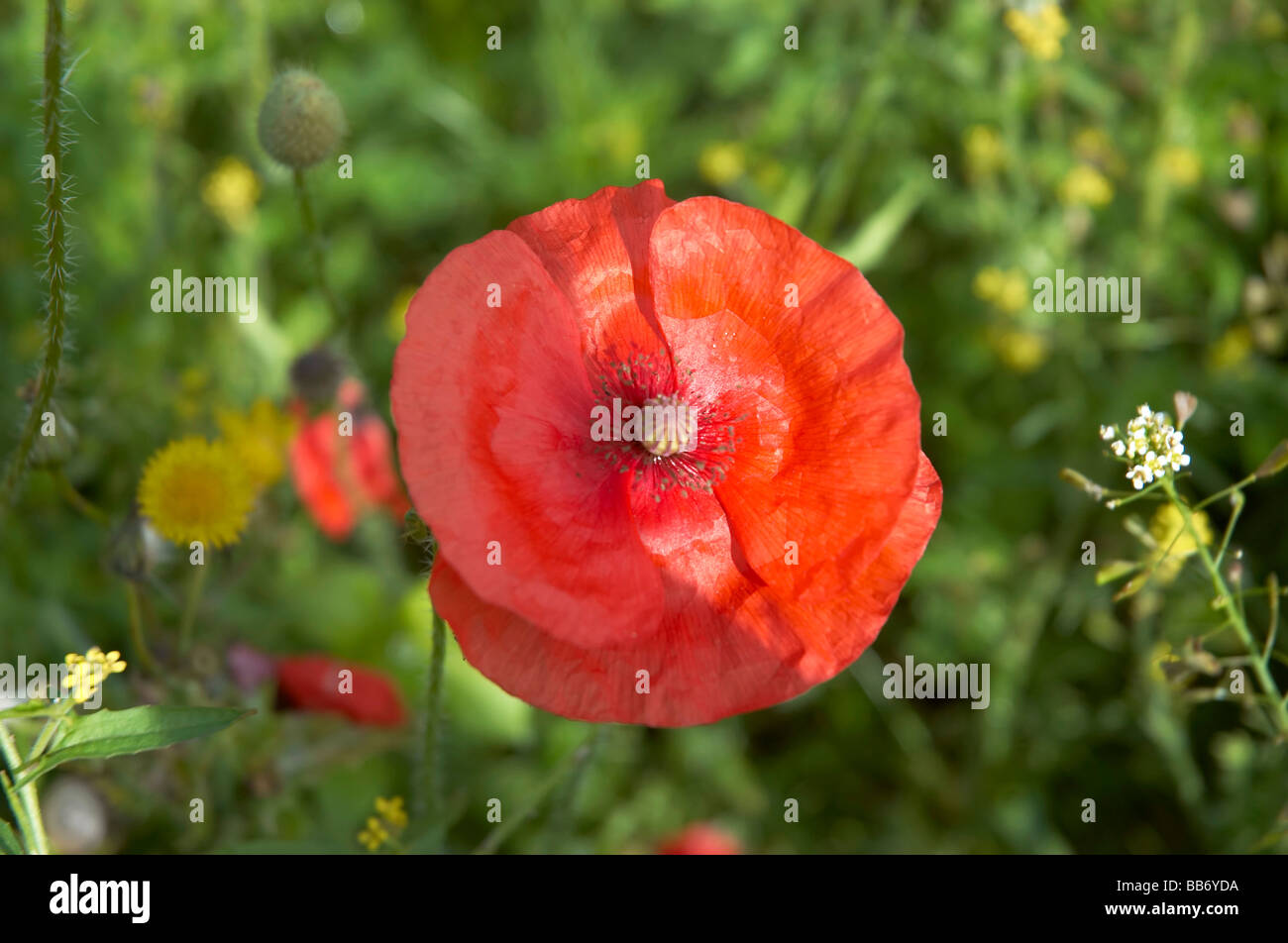 A red Poppy with natural a background Stock Photo - Alamy