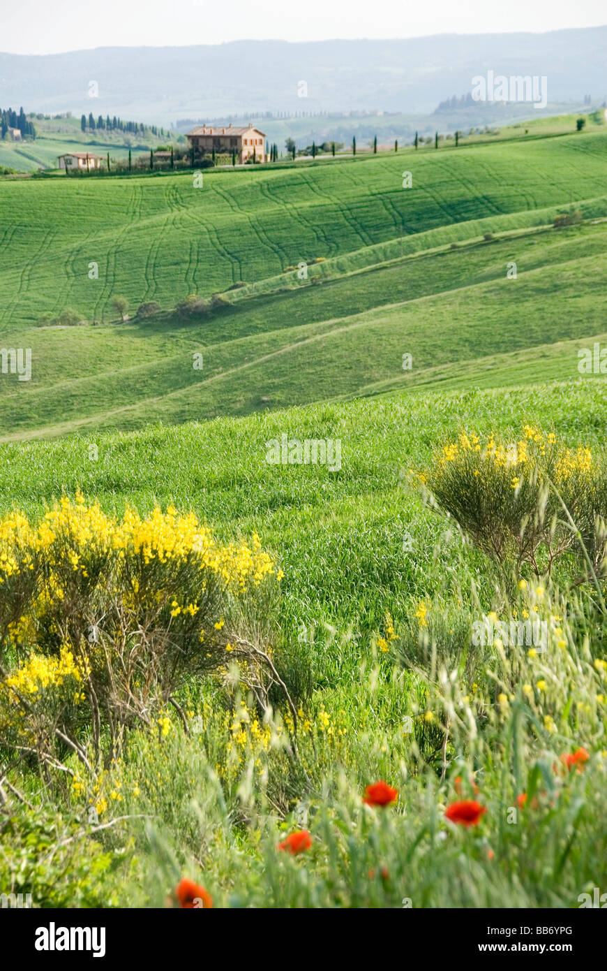 Wildflowers in Spring in the Crete Siense with green fields of wheat ...