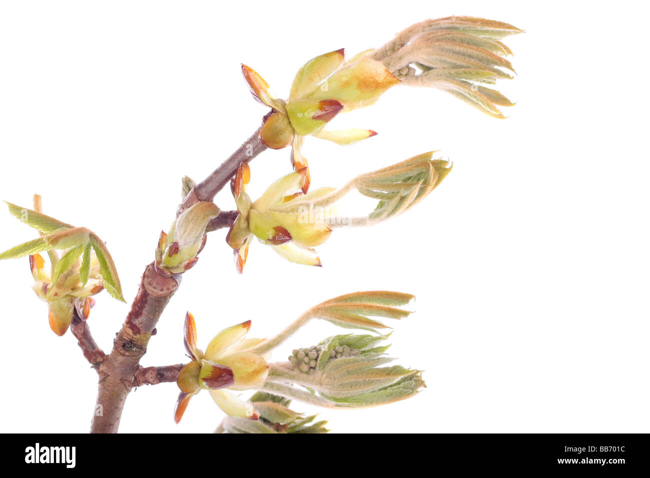 Spring tree branch with buds Stock Photo - Alamy