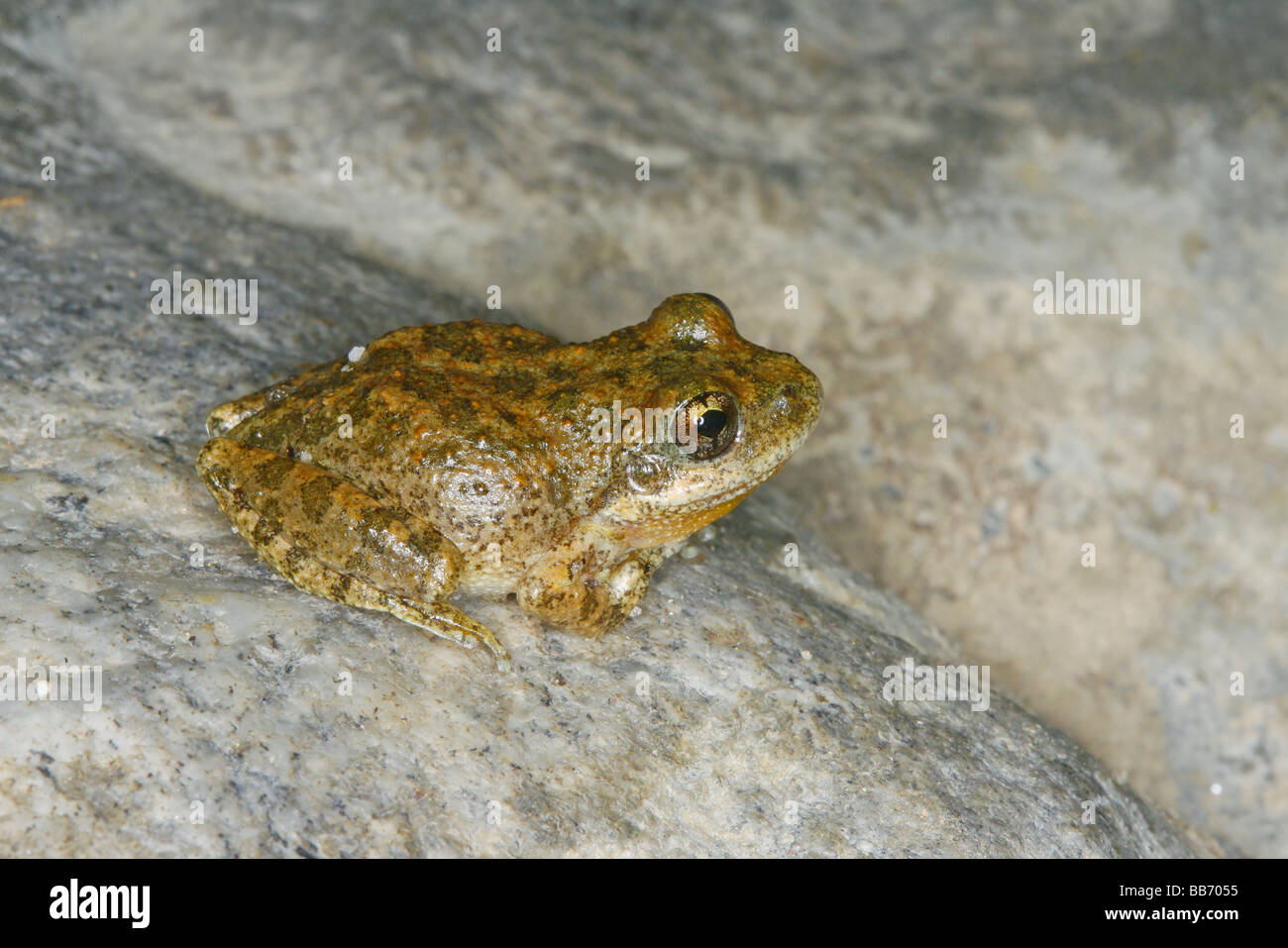 Canyon Tree Frog High Resolution Stock Photography and Images - Alamy