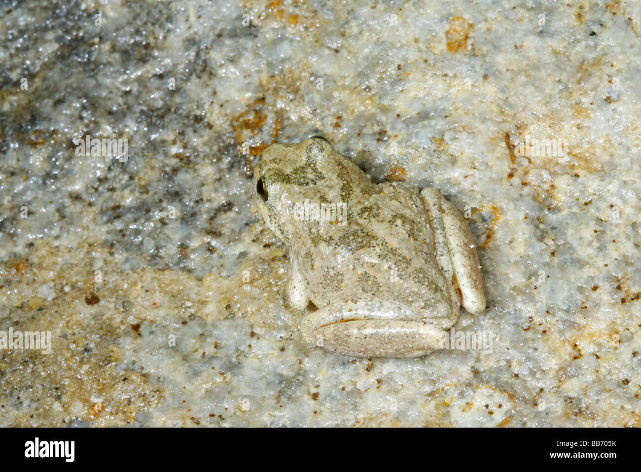 California Tree Frog on streamside rock Stock Photo - Alamy