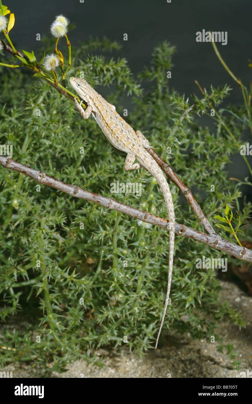 Long tailed brush lizard hi-res stock photography and images - Alamy