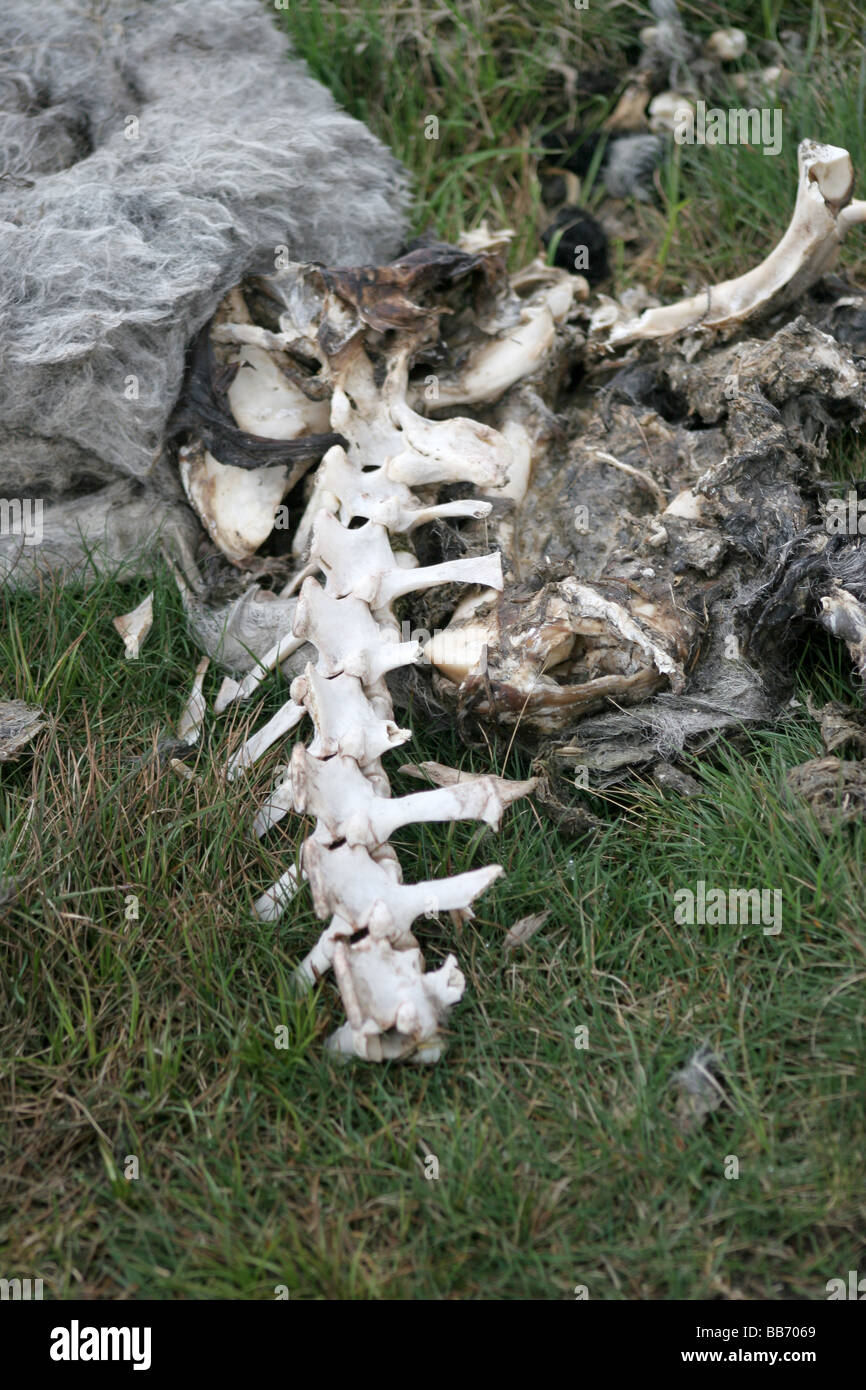 Sheep backbone hi-res stock photography and images - Alamy