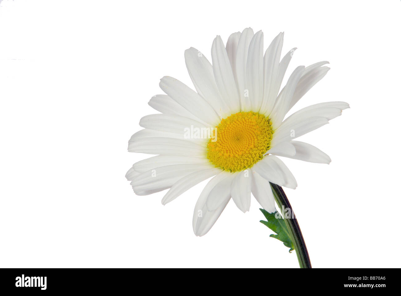 Margerite hi-res stock photography and images - Alamy