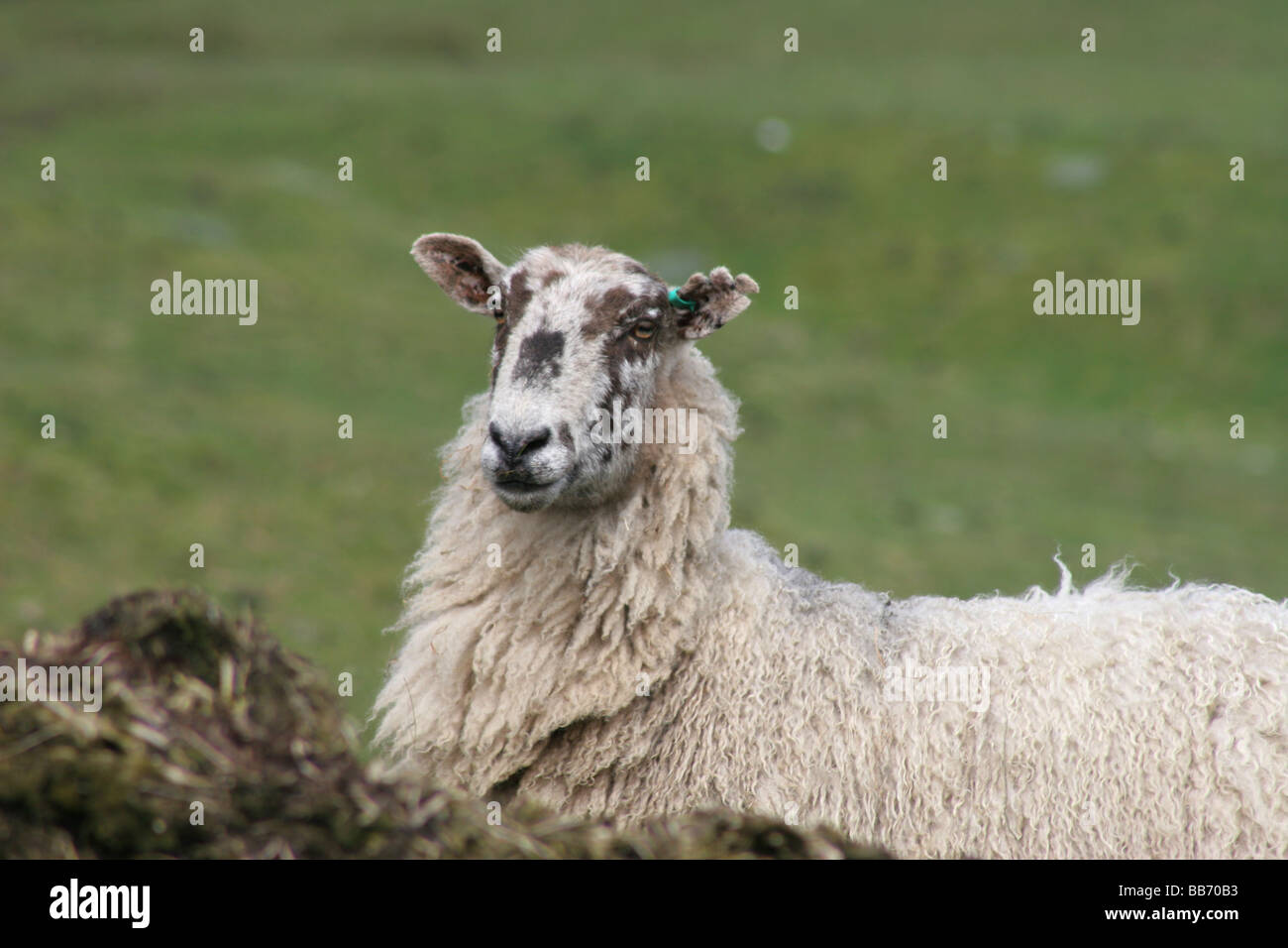 Wooly coat sheep hi-res stock photography and images - Alamy