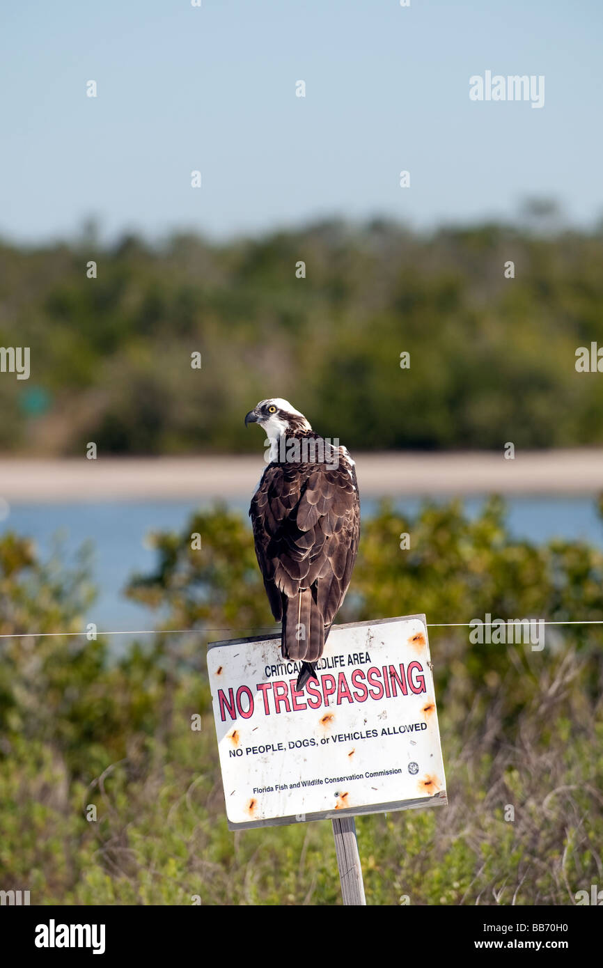 Osprey feet hi-res stock photography and images - Alamy