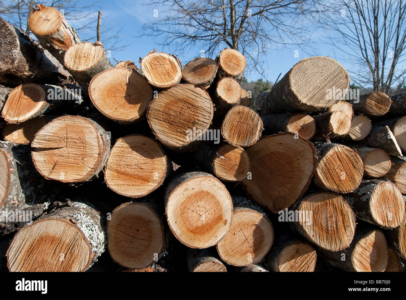 Pile of tree trunks Stock Photo - Alamy