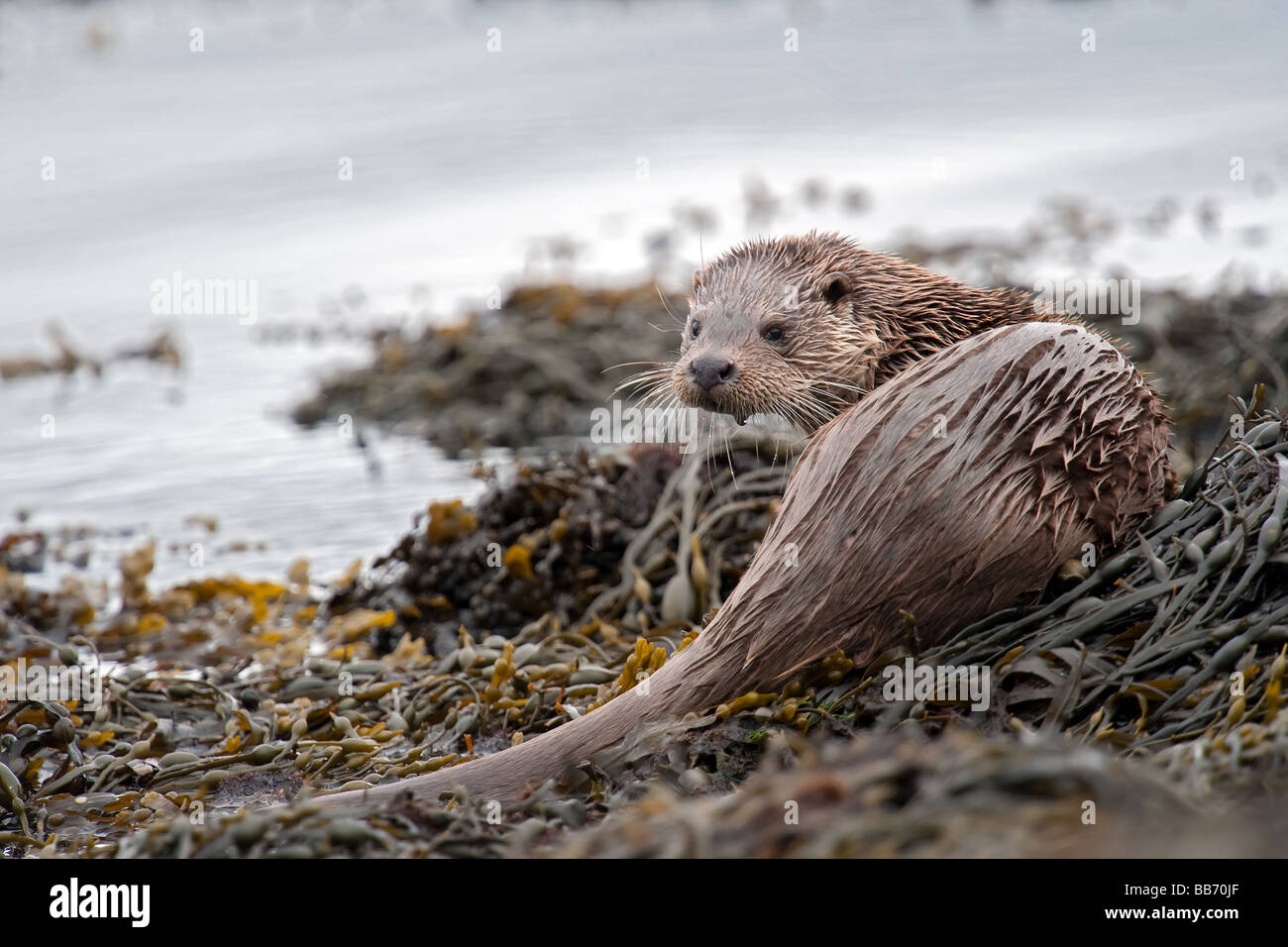 Otter lutra lutra eurasian river otter hi-res stock photography and ...