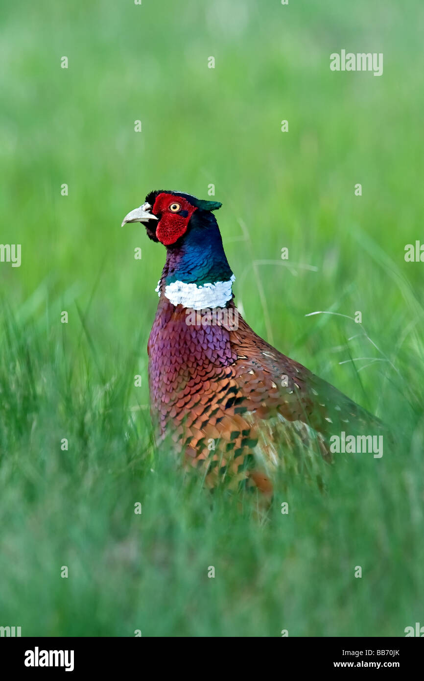 Pheasant in Grass field Stock Photo - Alamy