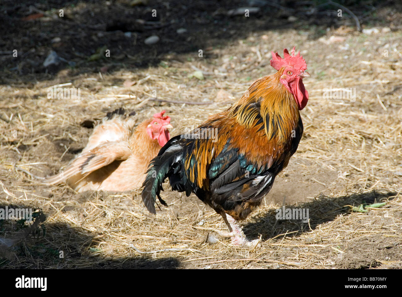 Colourful Rooster in a farmyard in the Crete Siense farmland near Siena ...