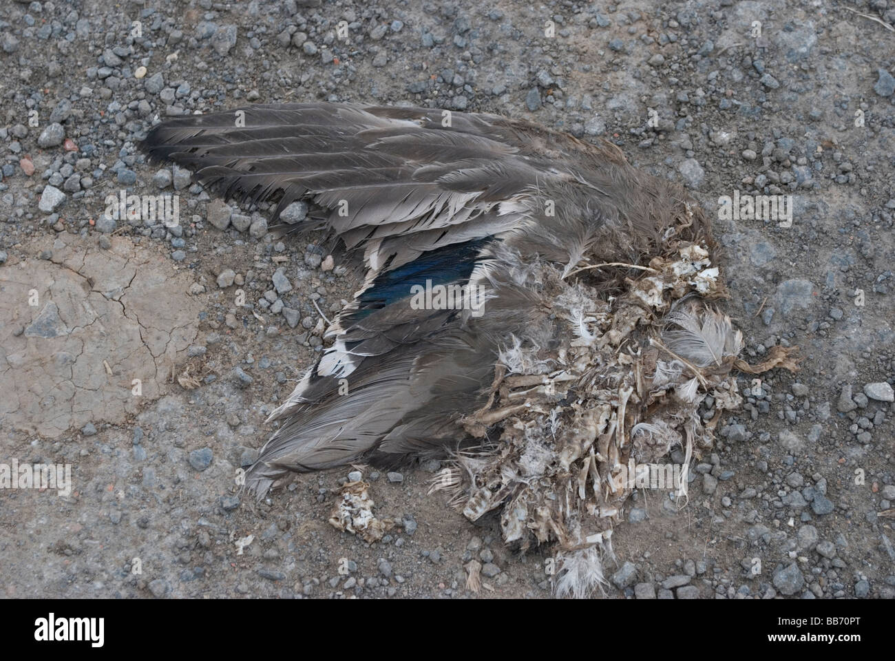 Roadkill bird remains - wing , feathers , bones Stock Photo - Alamy