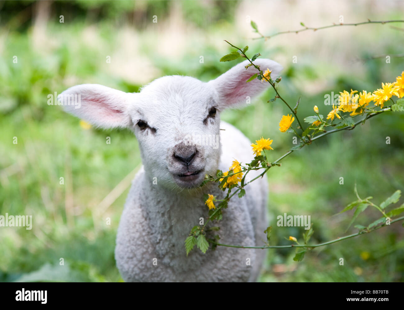 A lamb looks to camera Stock Photo - Alamy