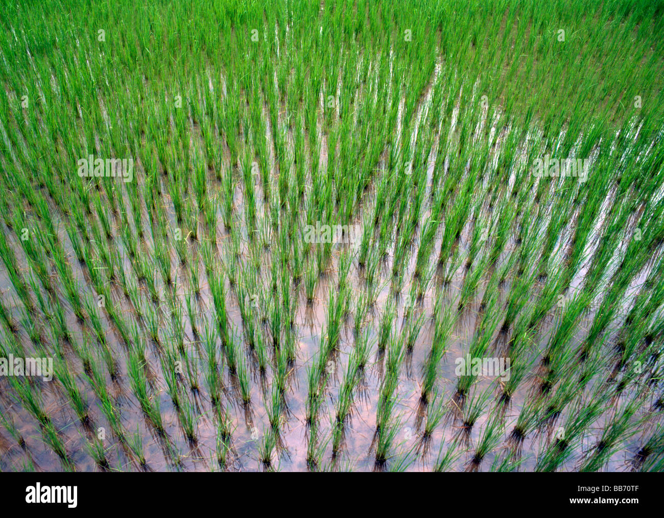 rice plants in paddy field Stock Photo - Alamy