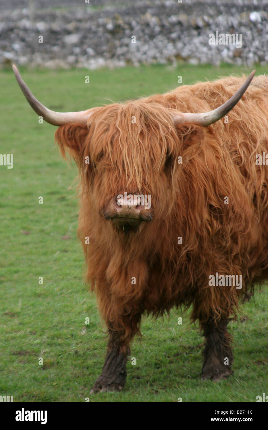 Curly Cow High Resolution Stock Photography and Images - Alamy