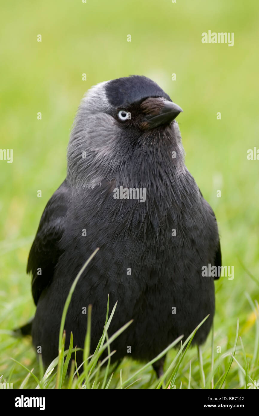 Jackdaw Corvus monedula Stock Photo - Alamy
