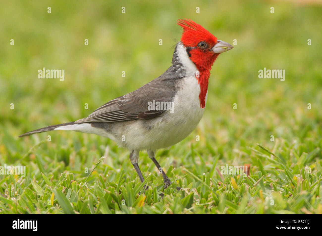 Red crested Brazilian Cardinal on grass Kualoa State Park Oahu Hawaii ...