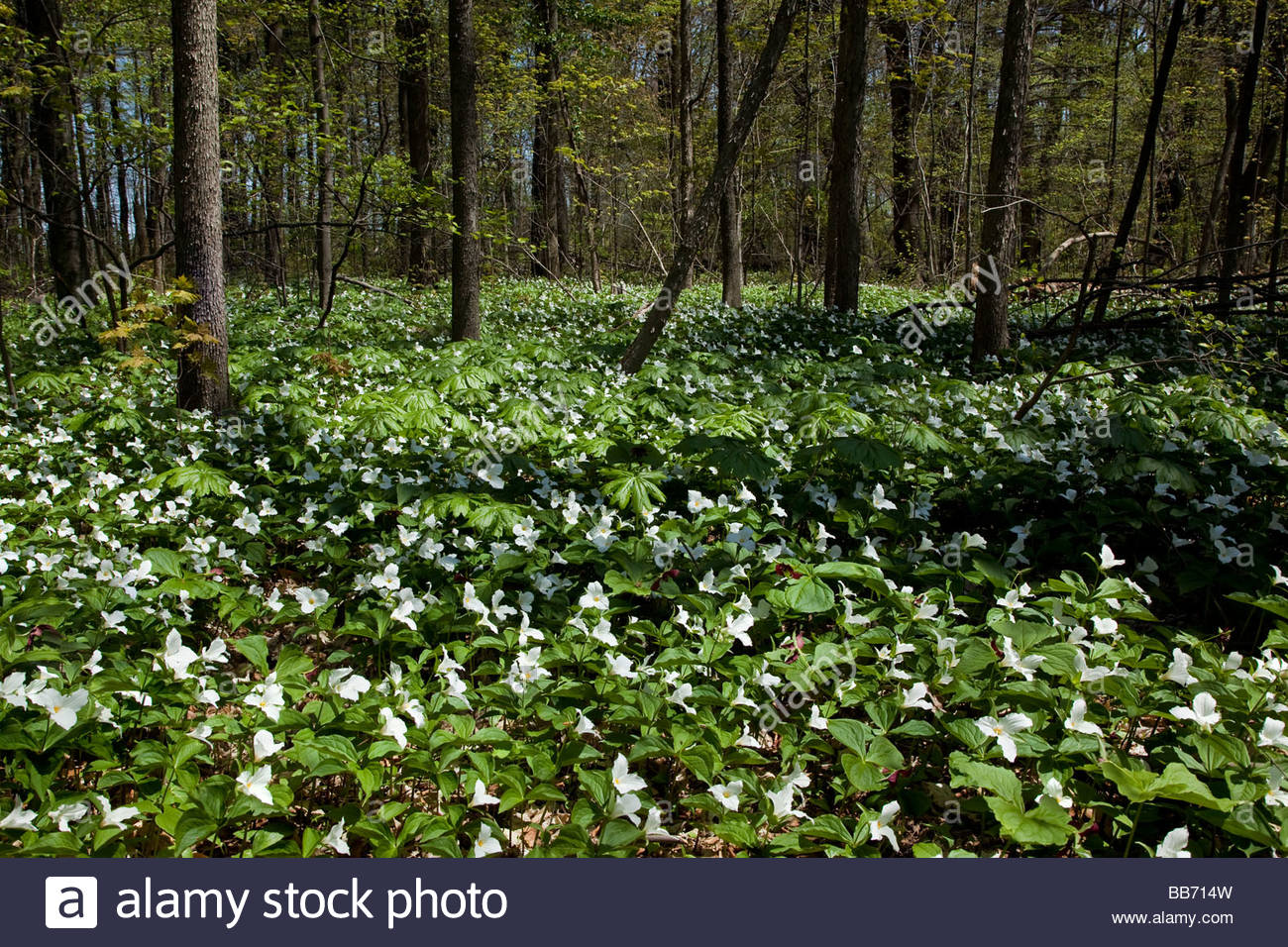 Perennial Flower Ontario High Resolution Stock Photography and Images ...