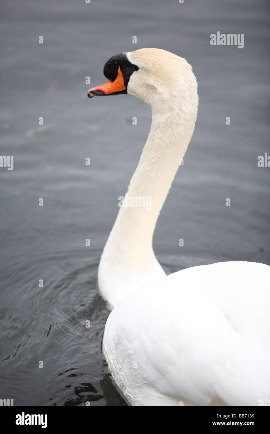 Webbed feet swan hi-res stock photography and images - Alamy