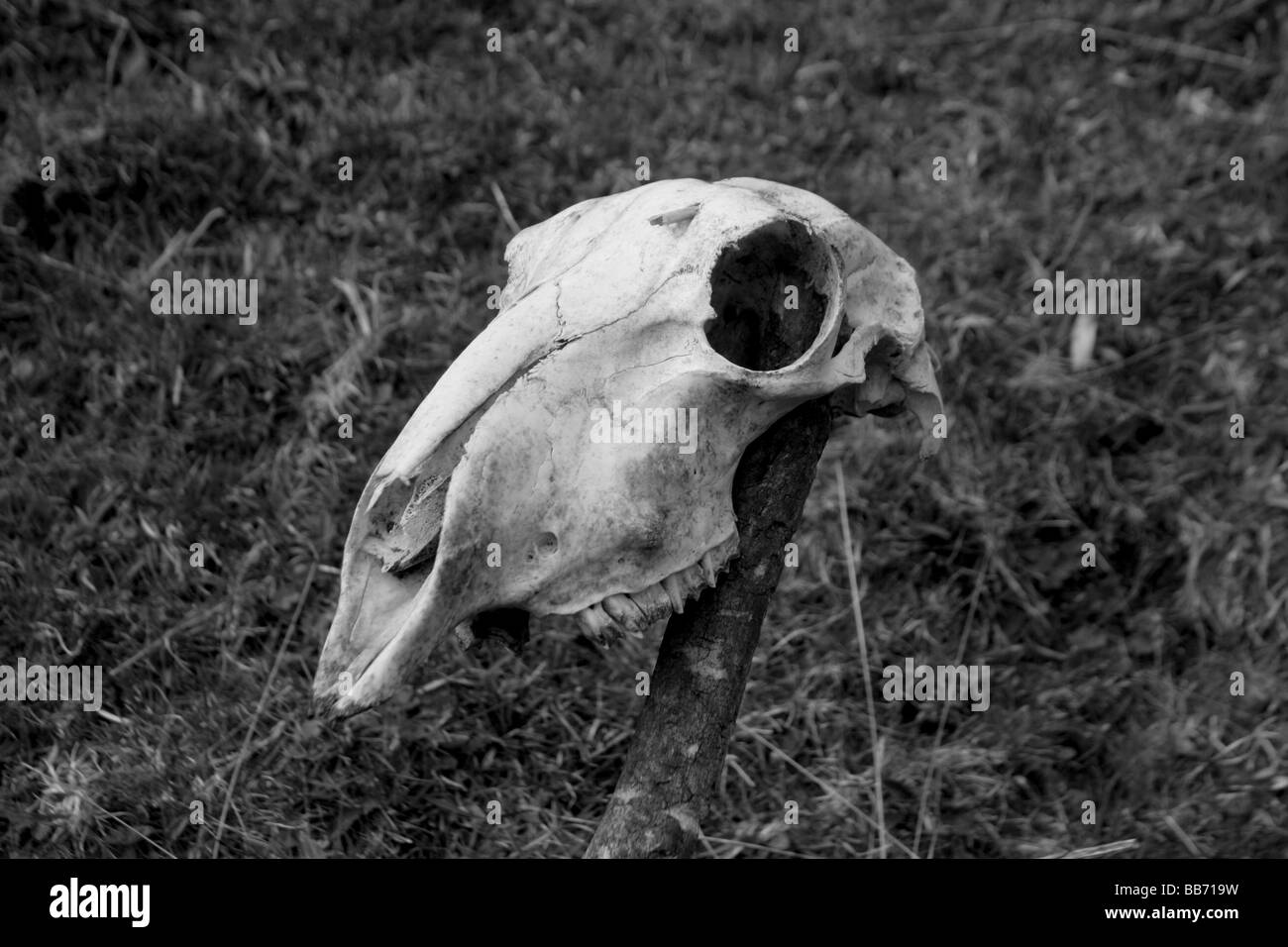 Sheep head bone hi-res stock photography and images - Alamy