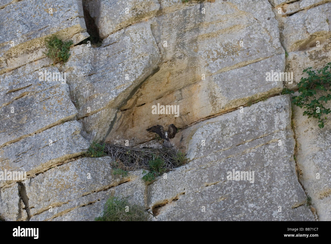 Adult Bonelli's Eagle about to land in nest on canyon wall Stock Photo ...