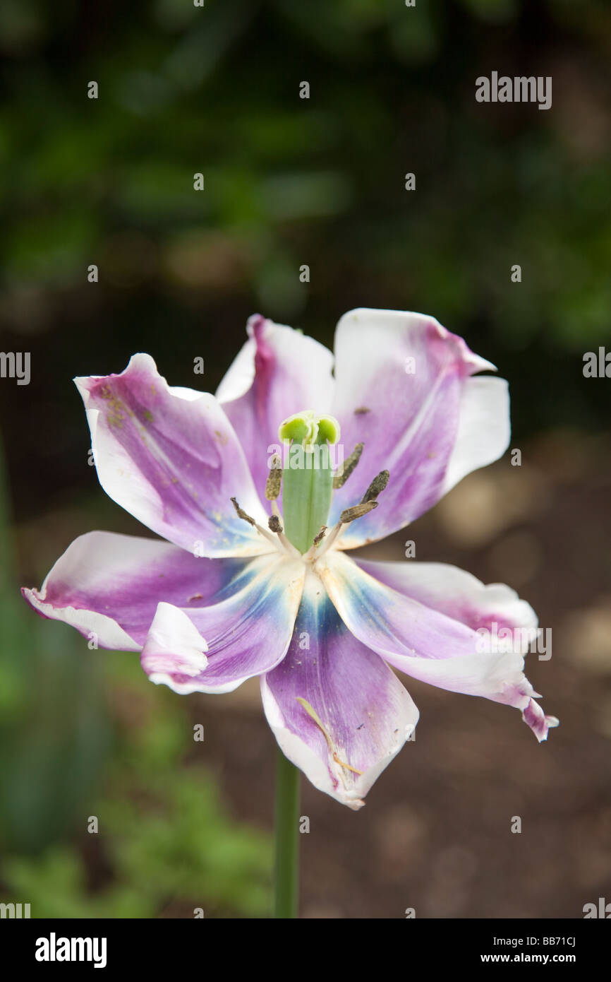 Flower loosing petals hi-res stock photography and images - Alamy