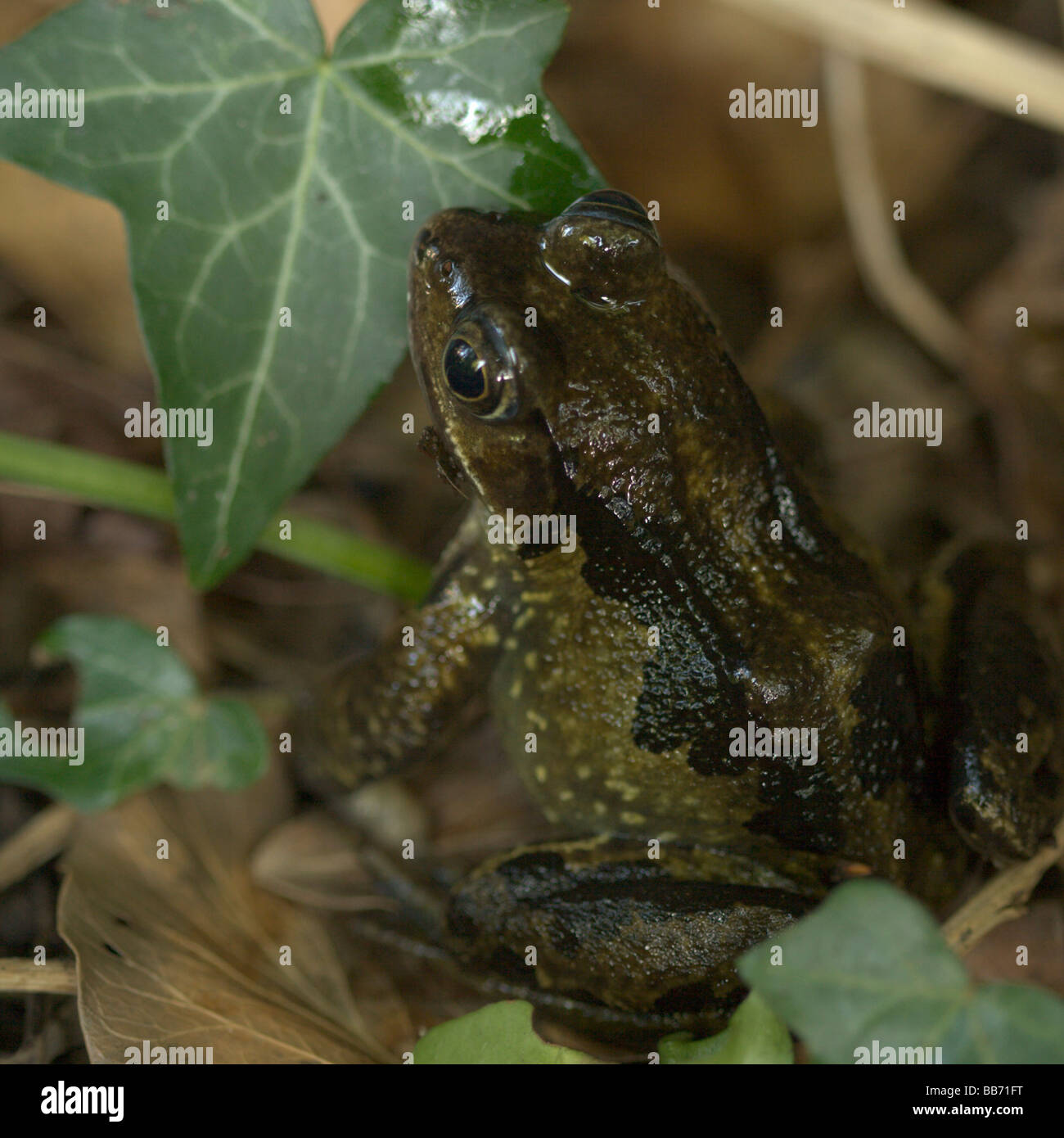 English common frog hi-res stock photography and images - Alamy
