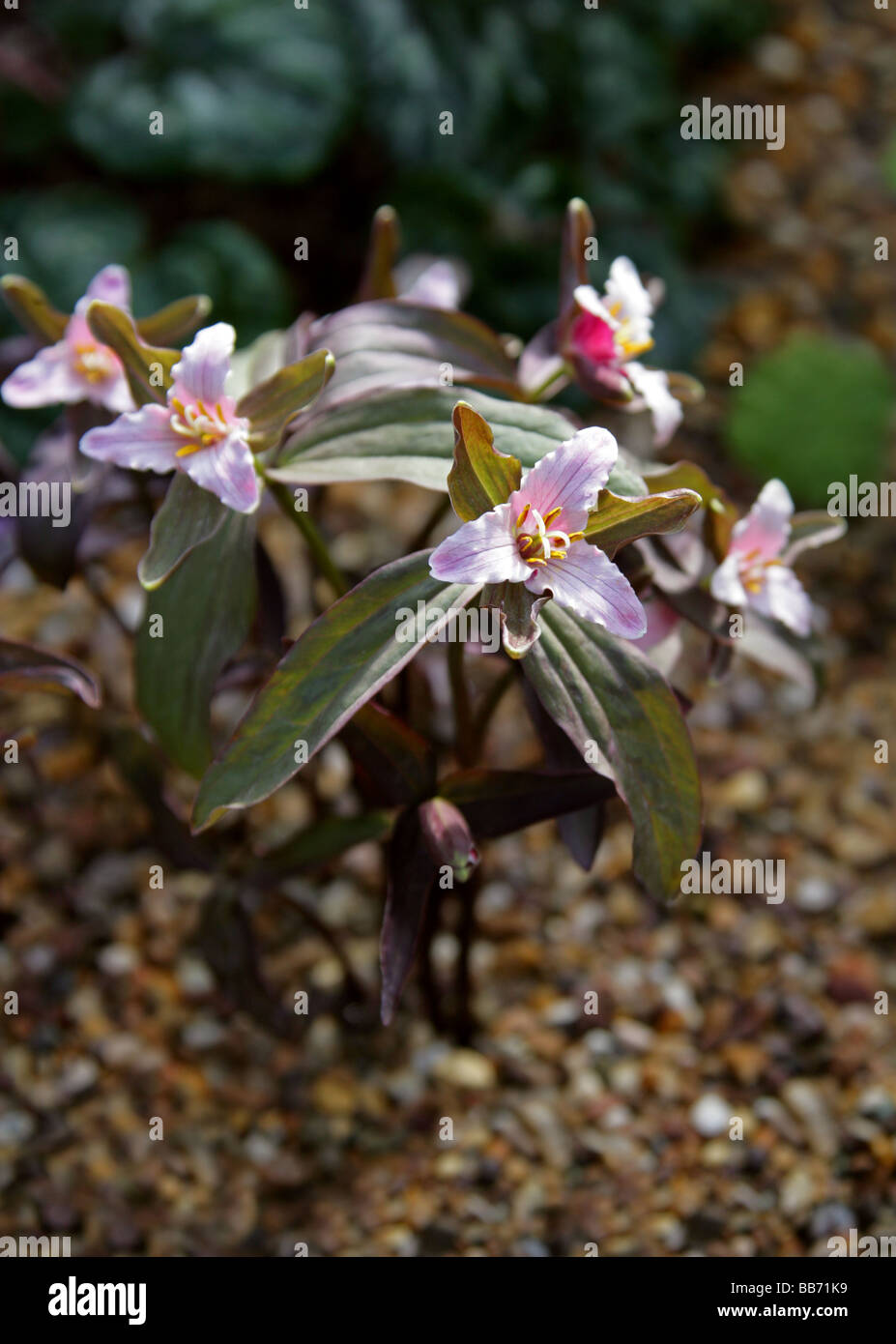 Little Trillium or Dwarf Wakerobin, Trillium pusillum var pusillum ...