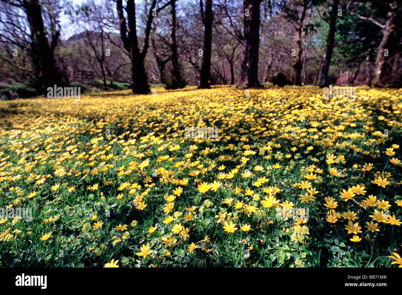 A field of yellow spring flowers in the sunshine Stock Photo - Alamy