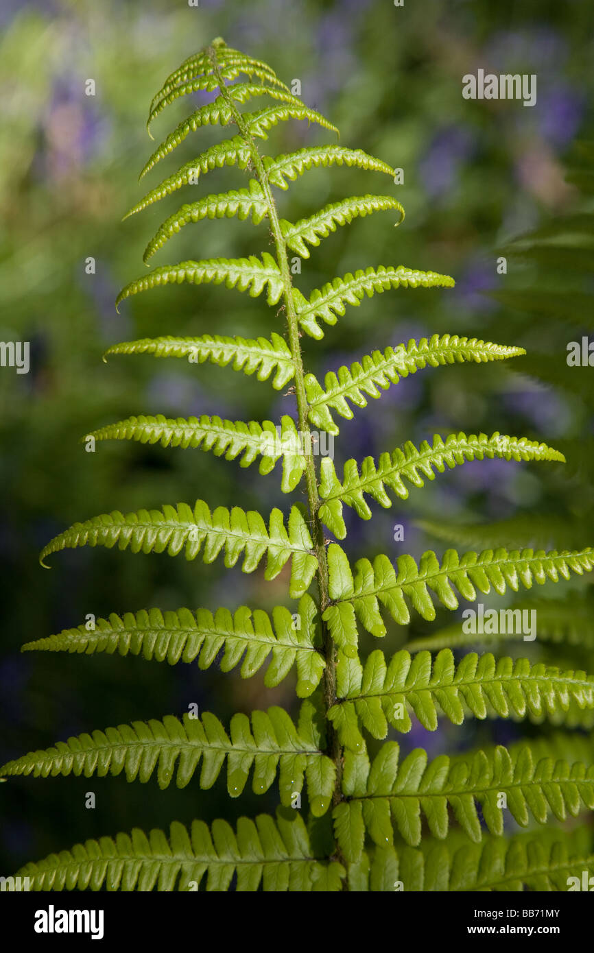 Fern in a bluebell, North Somerset Stock Photo - Alamy