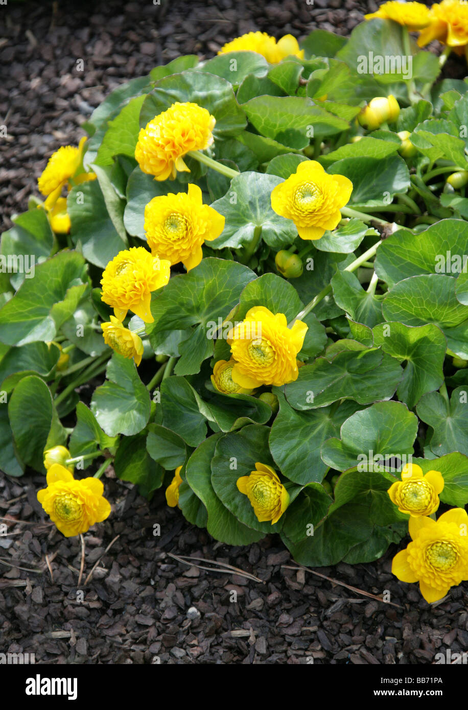 Flore me hi-res stock photography and images - Alamy